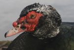 Muscovy Duck - Facts, Habitat, Diet, Behavior, As Pets, Photos