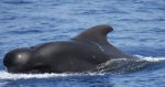 Pilot Whale - Facts, Habitat, Diet, Lifespan, Pictures, and More