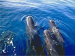 Pilot Whale - Facts, Habitat, Diet, Lifespan, Pictures, and More