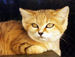 Sand Cat - Facts, Diet, Adaptations, Predators, Pictures