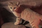 Sand Cat - Facts, Diet, Adaptations, Predators, Pictures