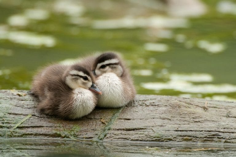 Wood Duck - Facts, Habitat, Diet, Call, Migration, Pictures