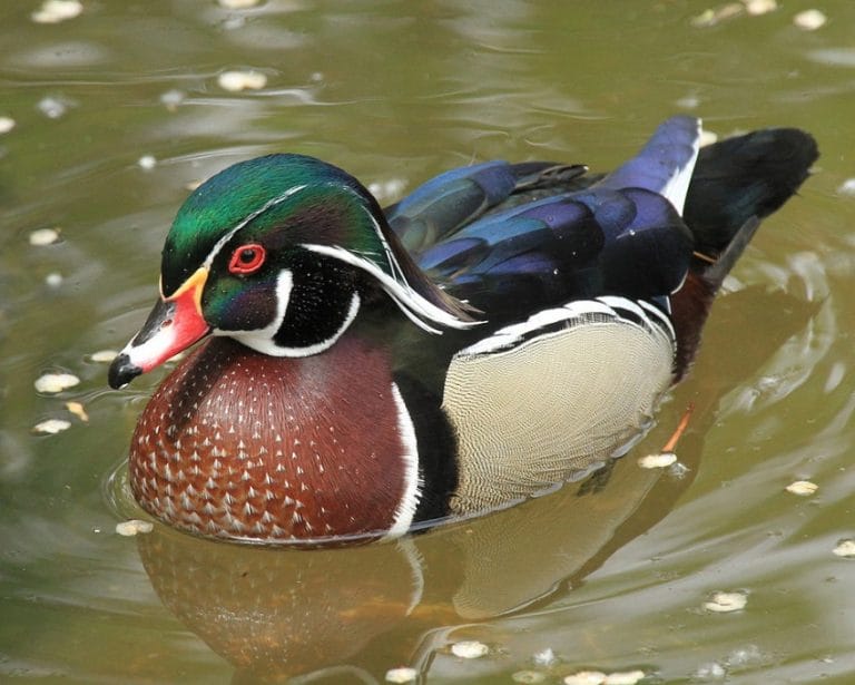 Wood Duck - Facts, Habitat, Diet, Call, Migration, Pictures