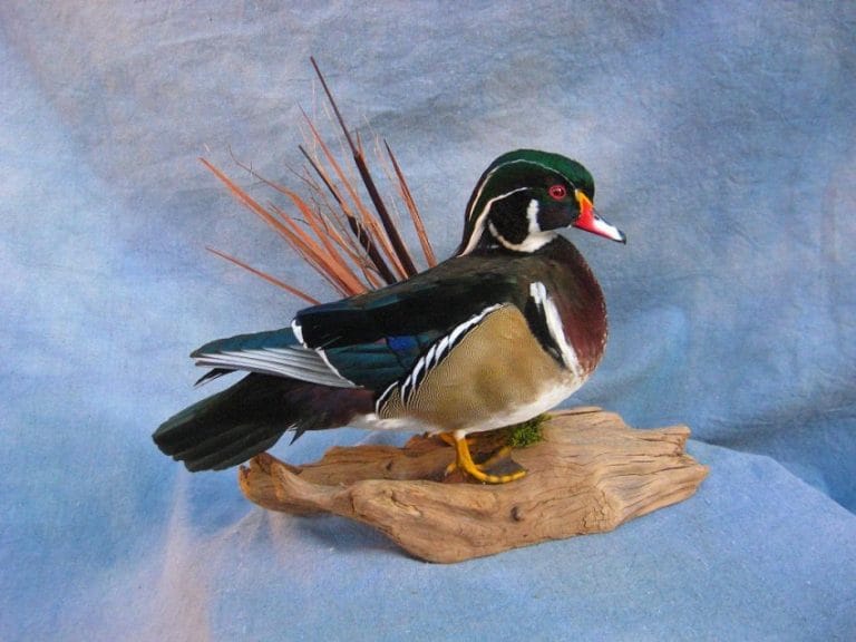 Wood Duck - Facts, Habitat, Diet, Call, Migration, Pictures