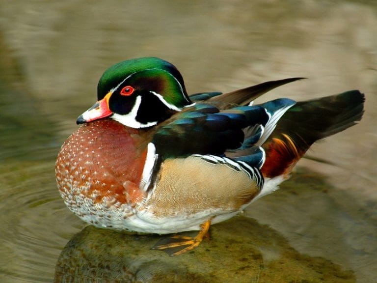 Wood Duck - Facts, Habitat, Diet, Call, Migration, Pictures