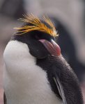 Macaroni Penguin - Facts, Habitat, Diet, Pictures, Videos