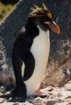 Macaroni Penguin - Facts, Habitat, Diet, Pictures, Videos