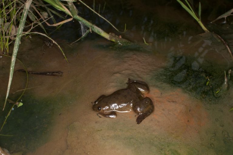Amphibians - Facts, Characteristics, Anatomy and Pictures