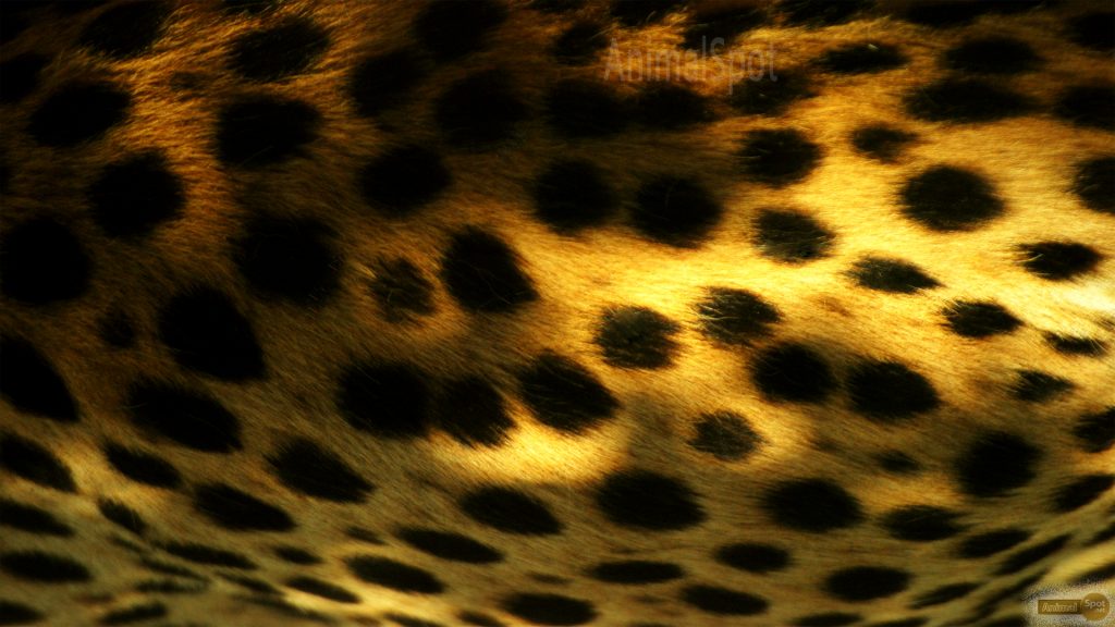 Best Cheetah Wallpapers And Backgrounds - Free To Download!