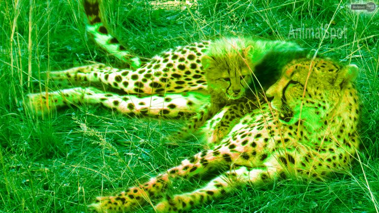 Best Cheetah Wallpapers And Backgrounds - Free To Download!