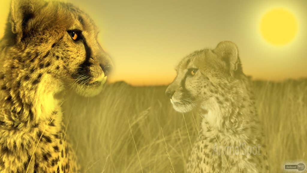 Best Cheetah Wallpapers And Backgrounds - Free To Download!