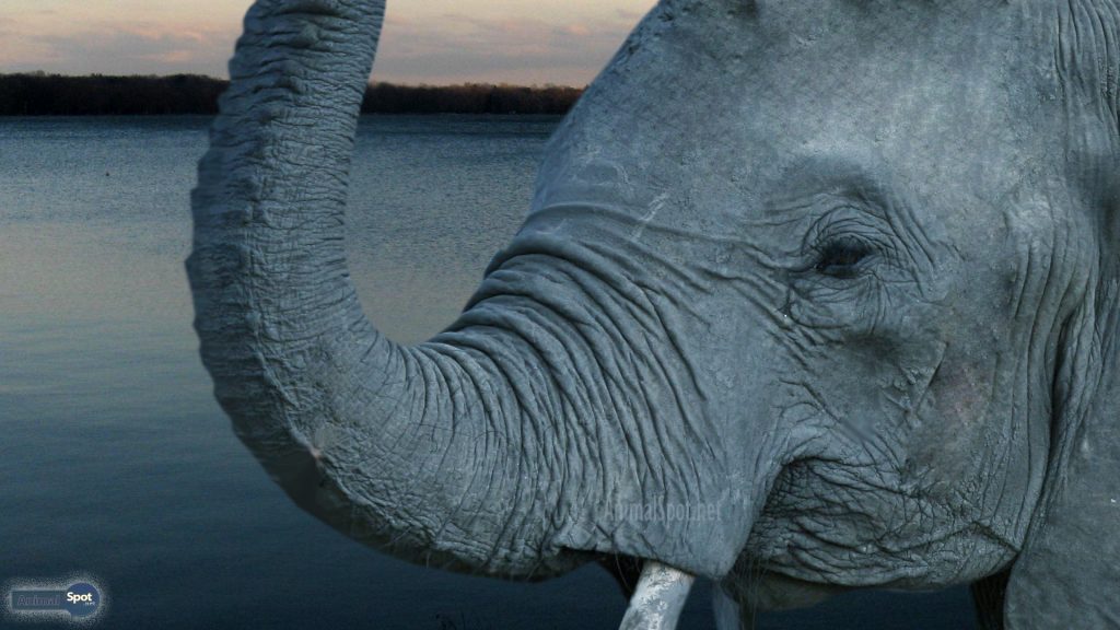 Best Elephant Wallpapers And Backgrounds - Free To Download!