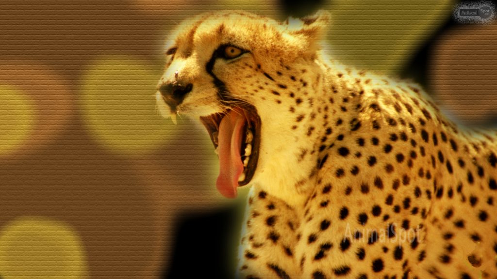 Best Cheetah Wallpapers And Backgrounds - Free To Download!
