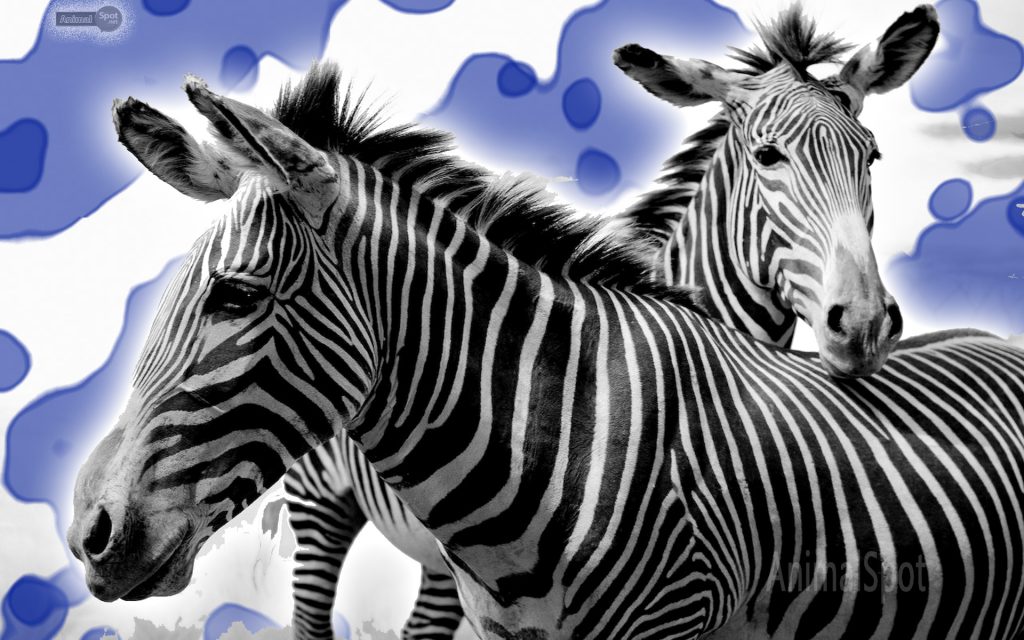 Best Zebra Wallpapers And Backgrounds - Free To Download!