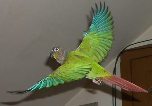 Green-Cheeked Conure Facts, Habitat, Diet, Adaptations, Pictures