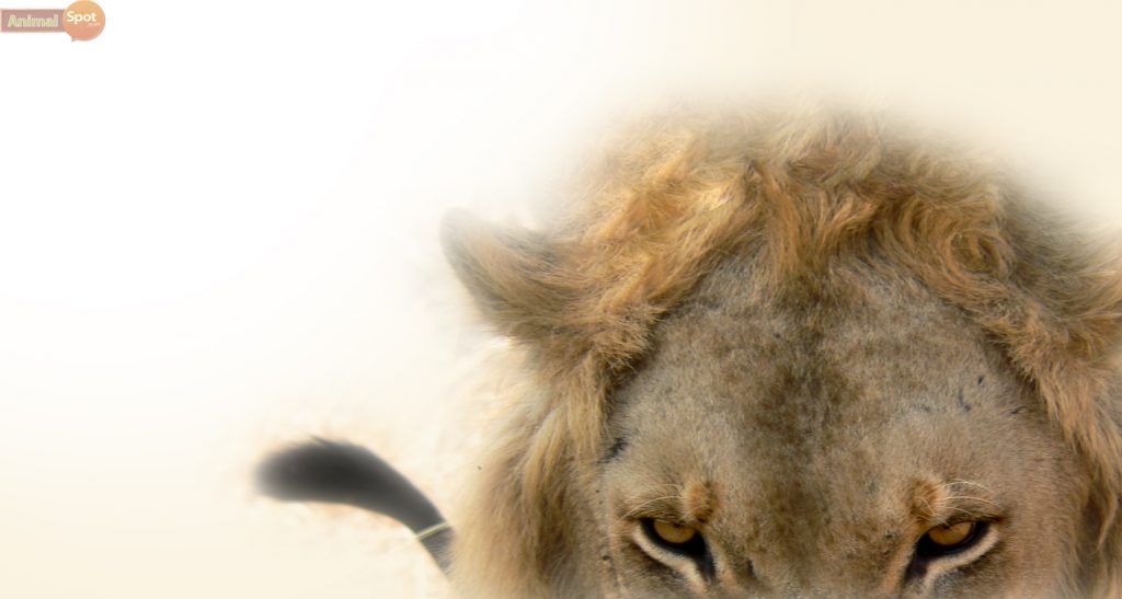 Best Lion Wallpapers And Backgrounds - Free To Download!