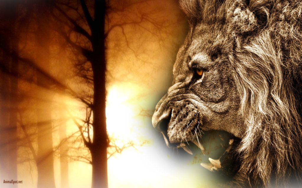 Best Lion Wallpapers And Backgrounds - Free To Download!