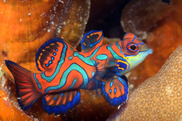 Mandarinfish (Mandarin Dragonet) - Facts, Pet Care, Diet, Pictures