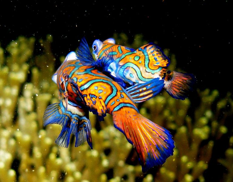 Mandarinfish (Mandarin Dragonet) - Facts, Pet Care, Diet, Pictures