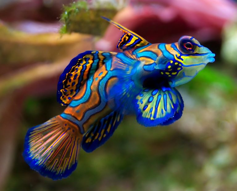 Mandarinfish (Mandarin Dragonet) - Facts, Pet Care, Diet, Pictures