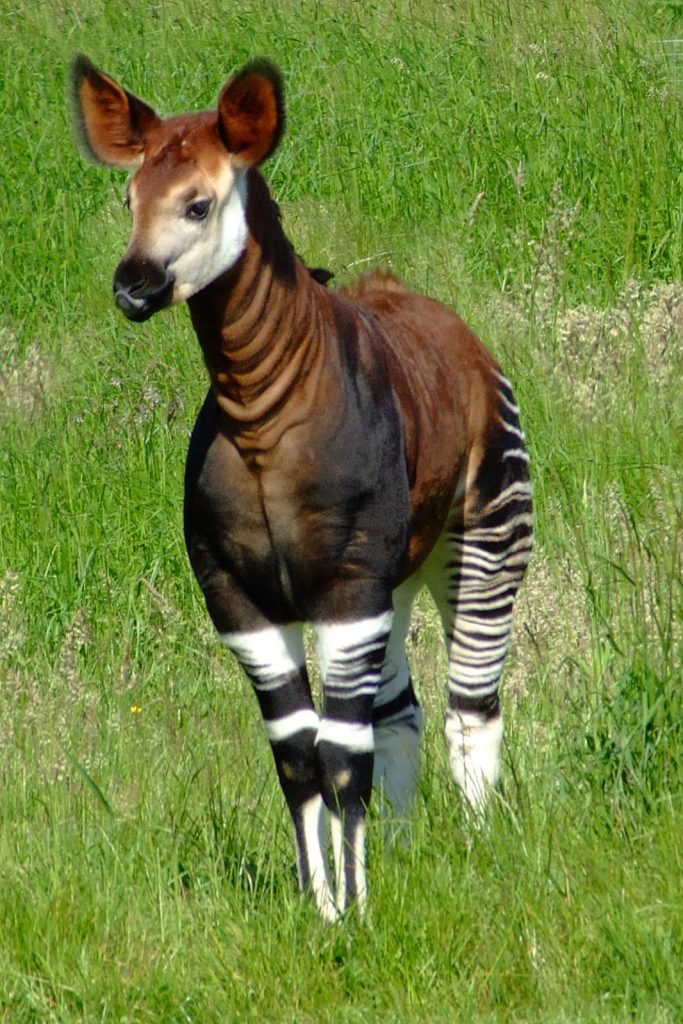 Okapi - Facts, Habitat, Diet, Predators, Adaptations, Pictures