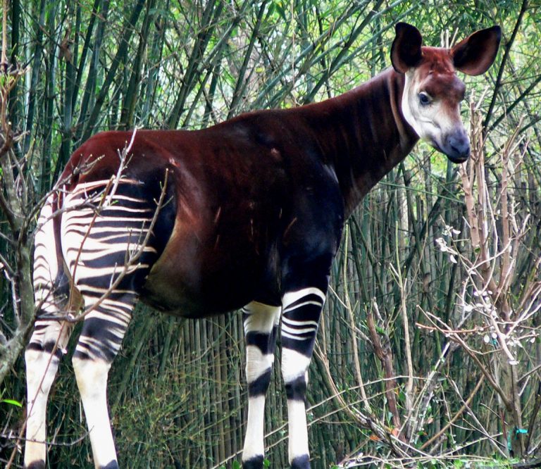 Okapi - Facts, Habitat, Diet, Predators, Adaptations, Pictures