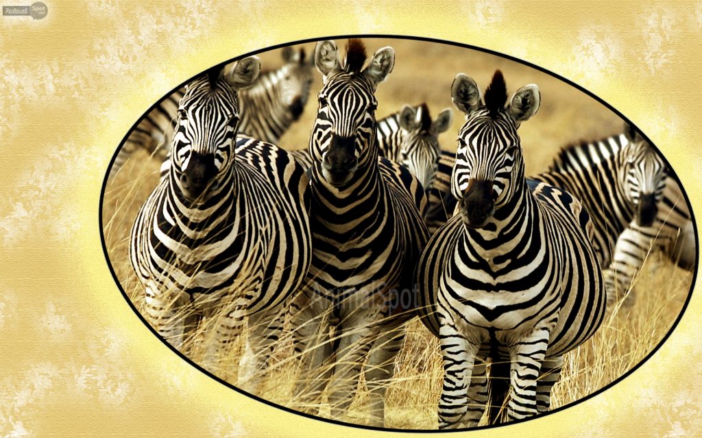 Best Zebra Wallpapers And Backgrounds - Free To Download!
