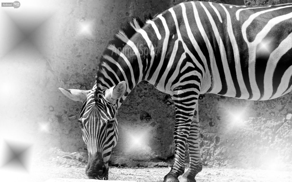Best Zebra Wallpapers And Backgrounds - Free To Download!