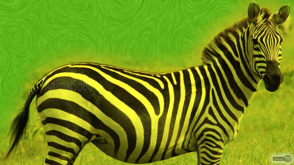 Best Zebra Wallpapers And Backgrounds - Free To Download!