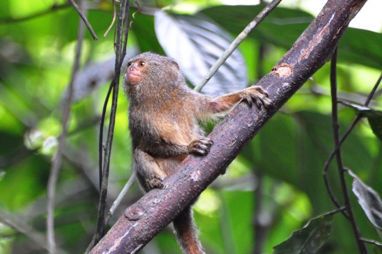 Pygmy Marmoset - Facts, Habitat, Diet, Pictures, and More