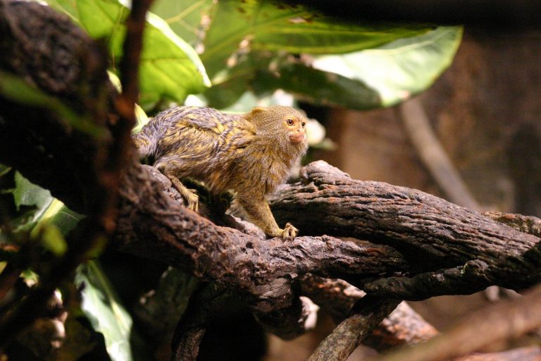 Pygmy Marmoset - Facts, Habitat, Diet, Pictures, and More