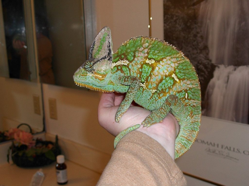 Veiled Chameleon - Facts, Habitat, Diet, Baby, Pet Care, Pictures