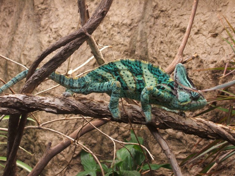 Veiled Chameleon - Facts, Habitat, Diet, Baby, Pet Care, Pictures