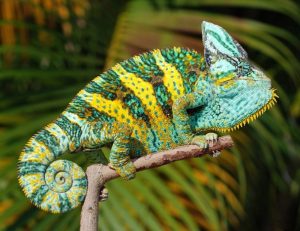 Panther Chameleon - Facts, Habitat, Diet, Life Cycle, Pictures