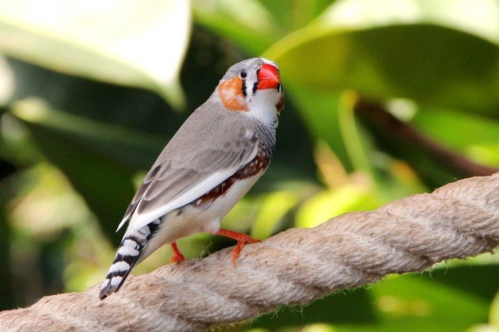 Zebra Finch - Facts, Diet, Breeding, Mutations, Pet Care, Pictures