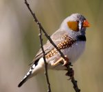 Zebra Finch - Facts, Diet, Breeding, Mutations, Pet Care, Pictures