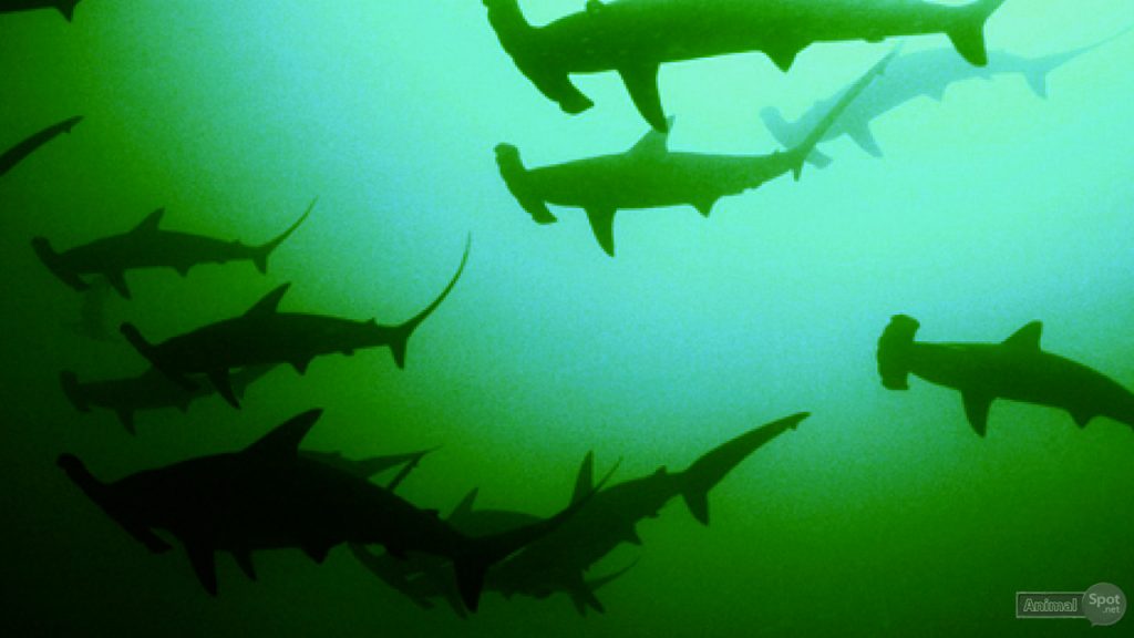 Best Shark Wallpapers And Backgrounds - Free To Download!