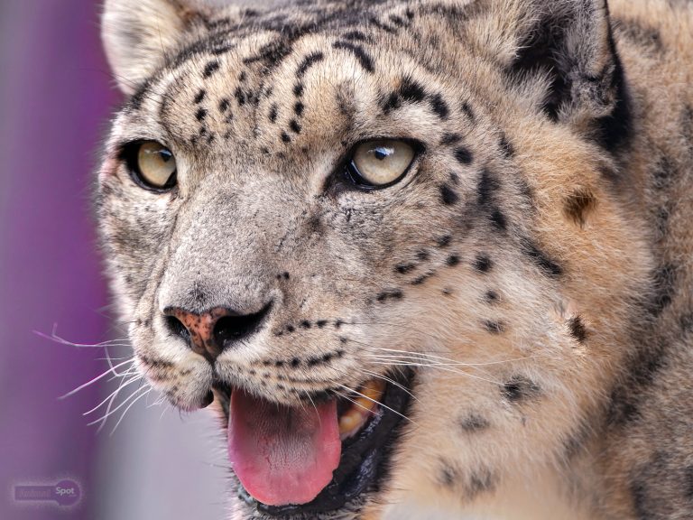 Best Leopard Wallpapers And Backgrounds - Free To Download!