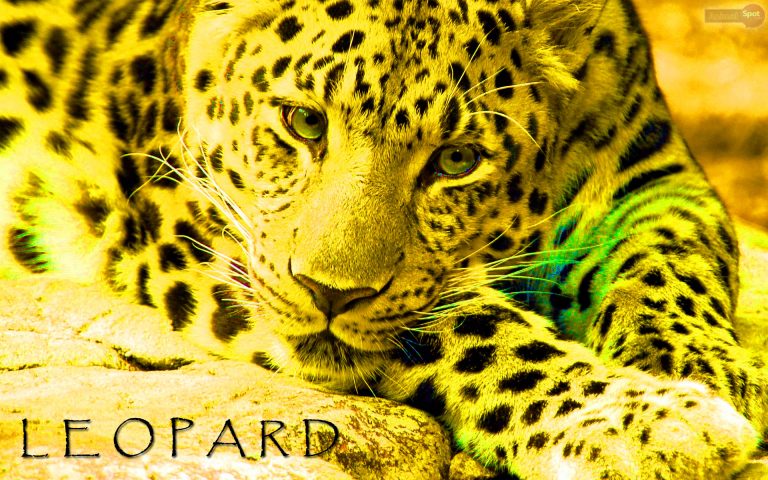 Best Leopard Wallpapers And Backgrounds - Free To Download!