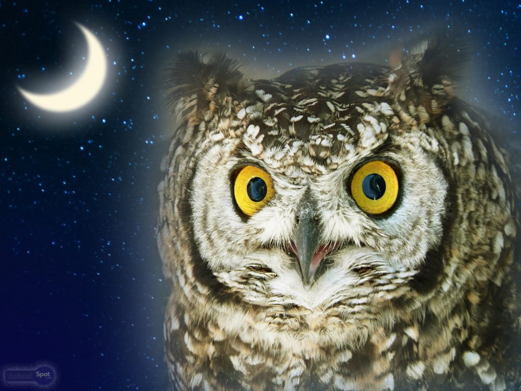 Best Owl Wallpapers And Backgrounds - Free To Download!