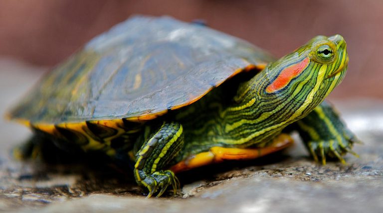 Red-Eared Slider Turtle - Facts, Habitat, Diet, Pet Care, Pictures