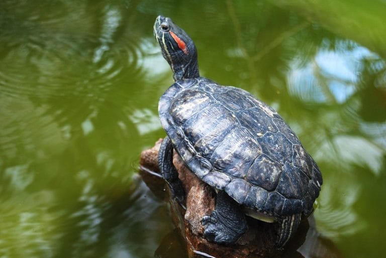 Red-Eared Slider Turtle - Facts, Habitat, Diet, Pet Care, Pictures