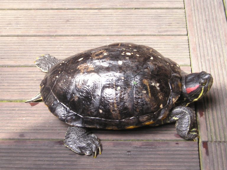 Red-Eared Slider Turtle - Facts, Habitat, Diet, Pet Care, Pictures
