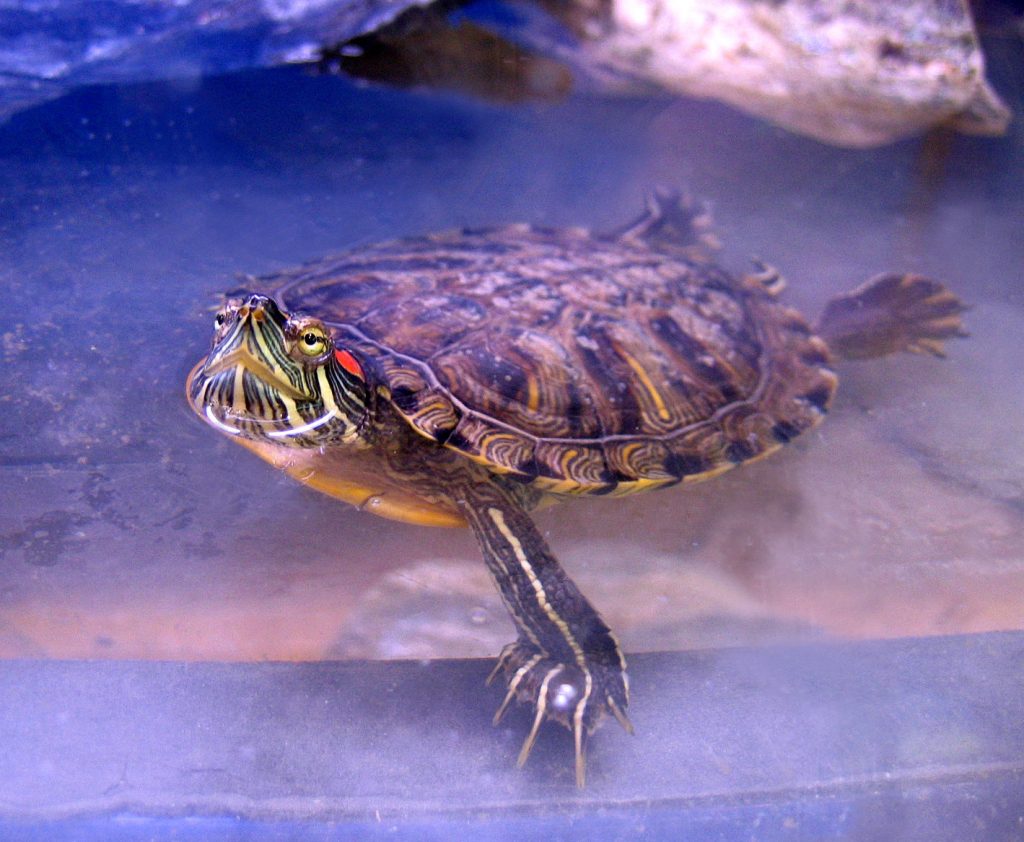 Red-Eared Slider Turtle - Facts, Habitat, Diet, Pet Care, Pictures