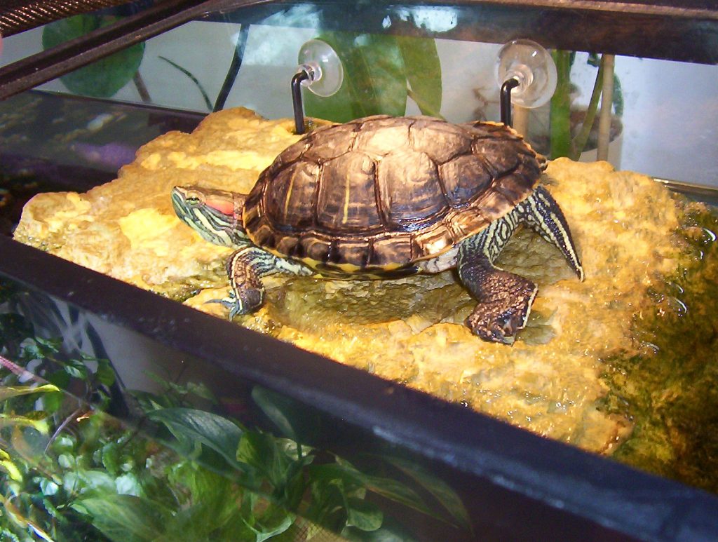 Red-Eared Slider Turtle - Facts, Habitat, Diet, Pet Care, Pictures