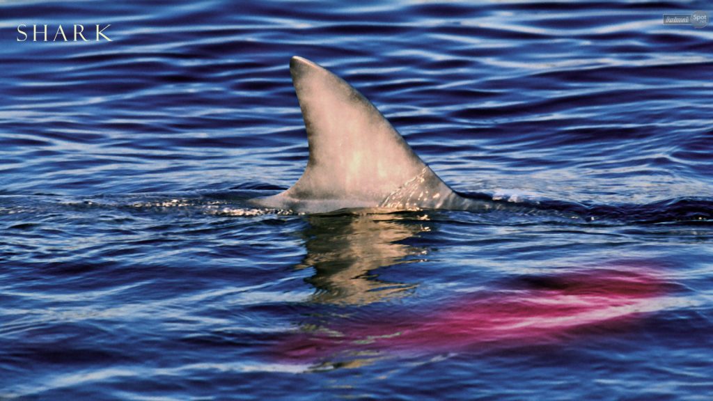 Best Shark Wallpapers And Backgrounds - Free To Download!