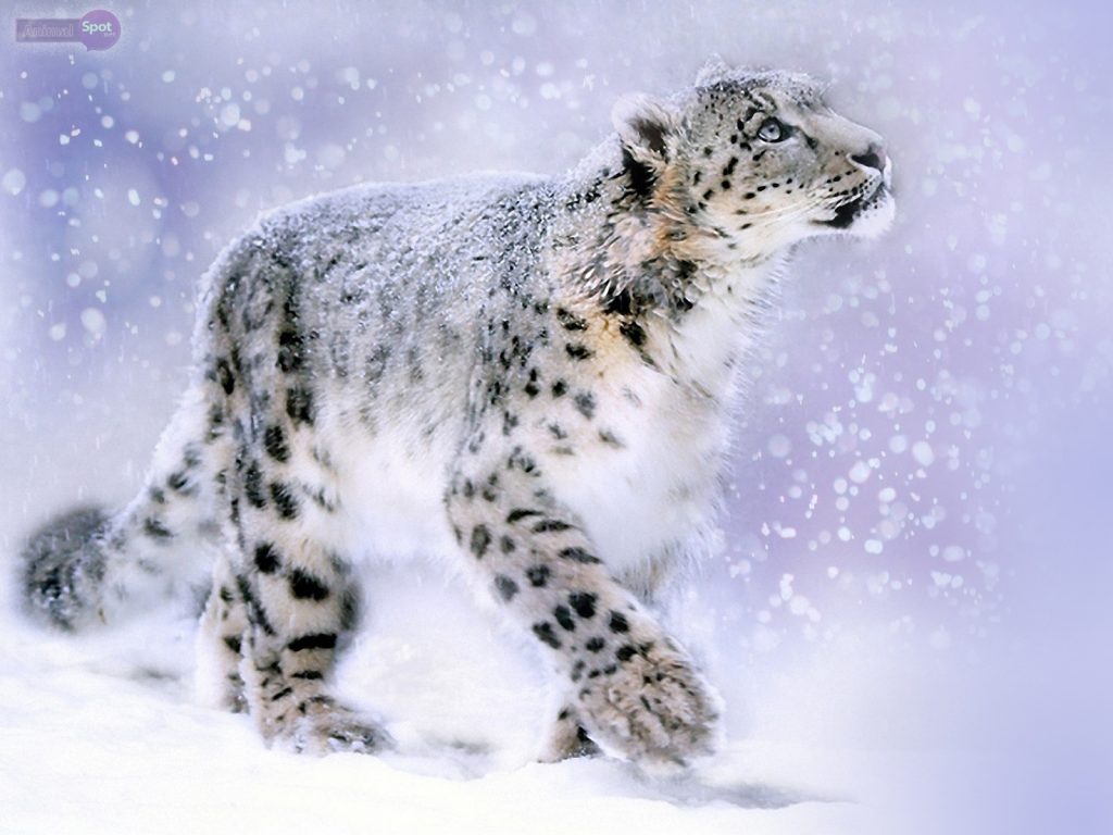 Best Leopard Wallpapers And Backgrounds - Free To Download!