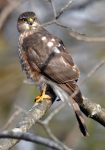 Sharp Shinned Hawk - Facts, Habitat, Diet, Calls, Pictures