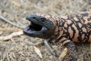 Gila Monster - Facts, Habitat, Adaptations, Pet Care, Pictures