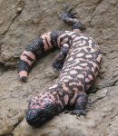 Gila Monster - Facts, Habitat, Adaptations, Pet Care, Pictures